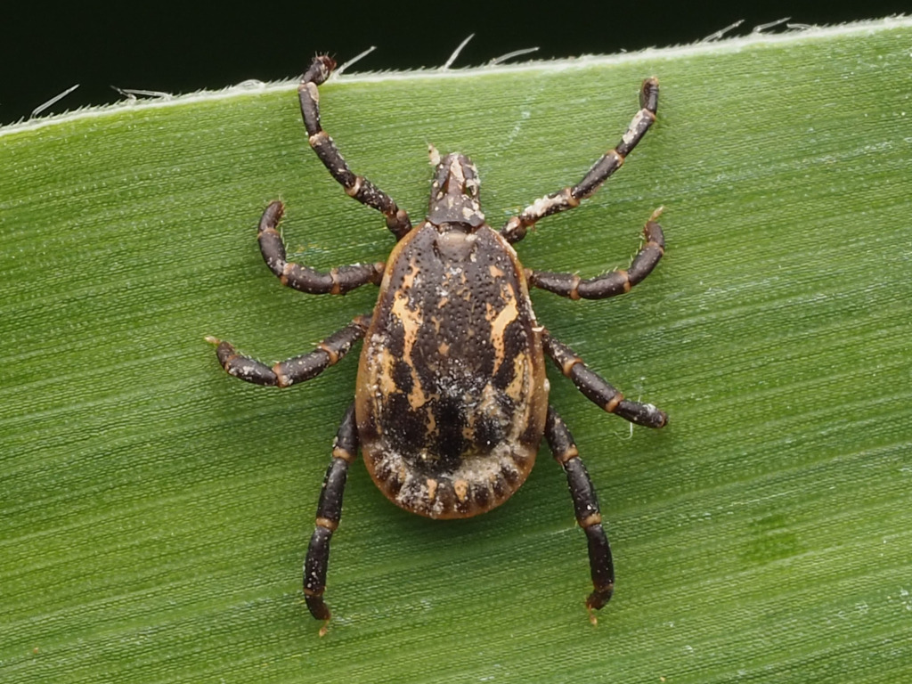 Amblyomma ovale (Arachnids of Loreto, Peru) · iNaturalist