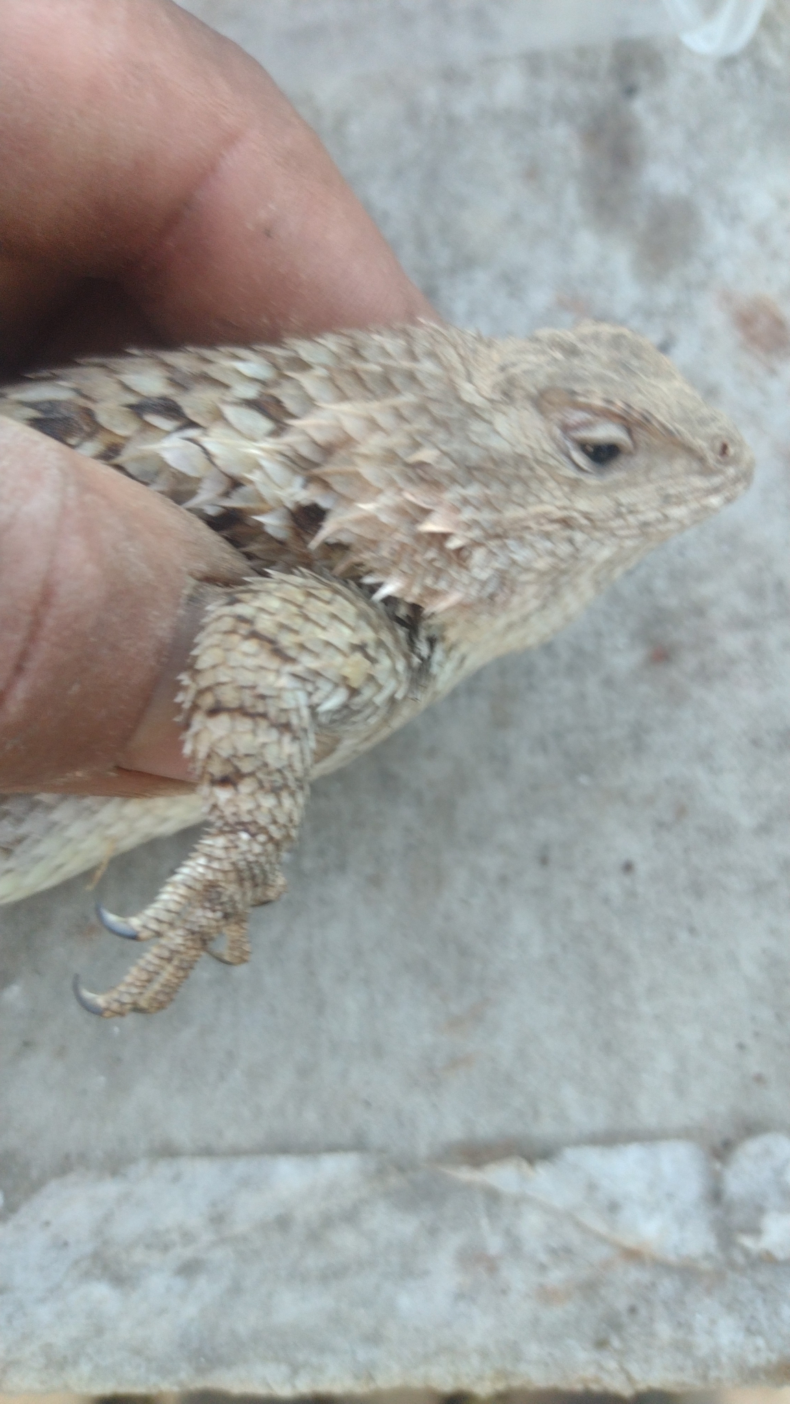 Sceloporus spinosus Wiegmann, 1828