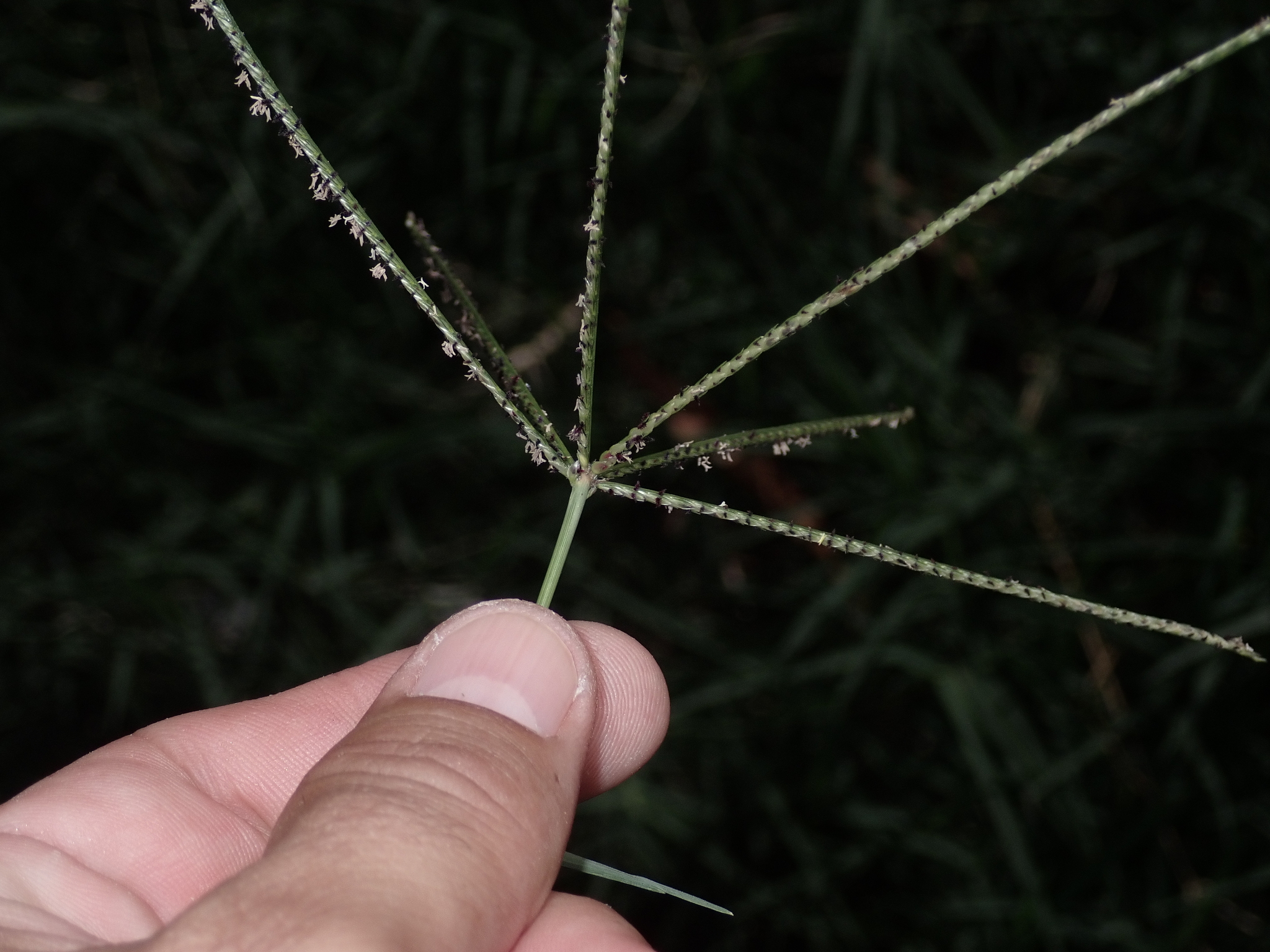 Cynodon dactylon (L.) Pers.