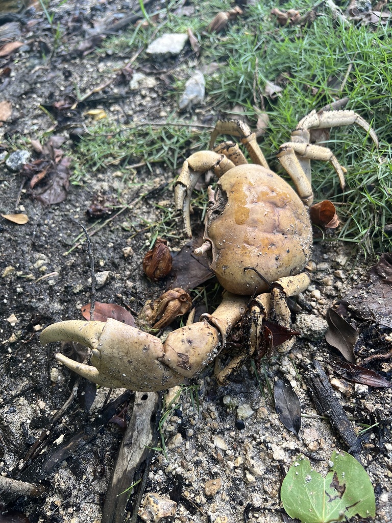 Blue Land Crab from Little Cayman, Sister Islands, KY on January 5 ...