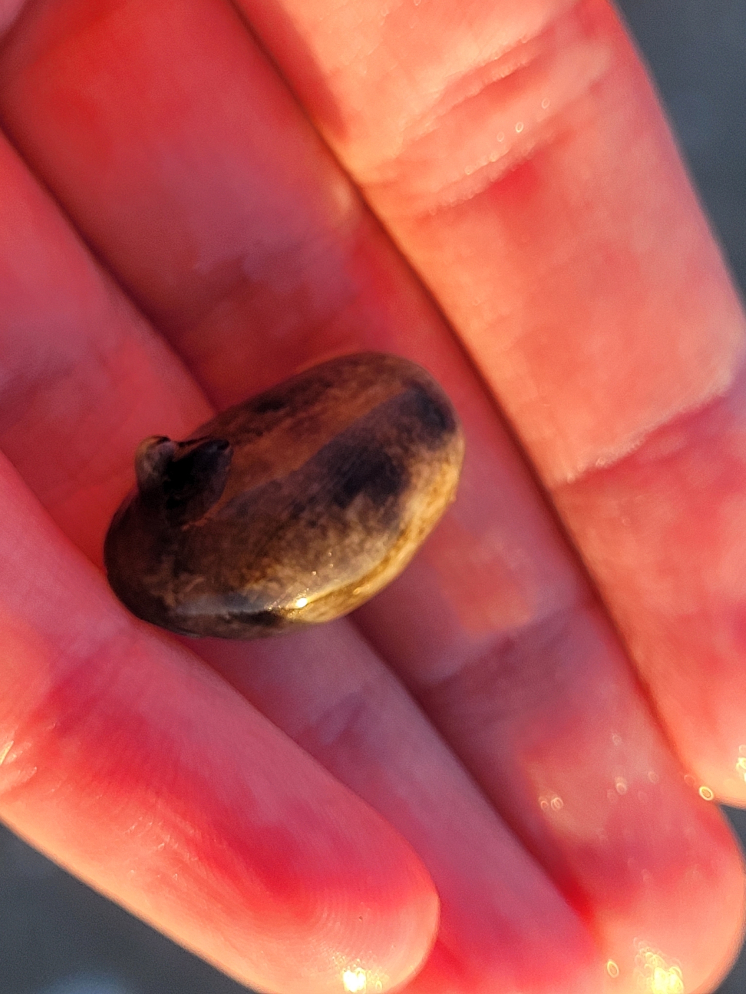 Bulla occidentalis A.Adams, 1850