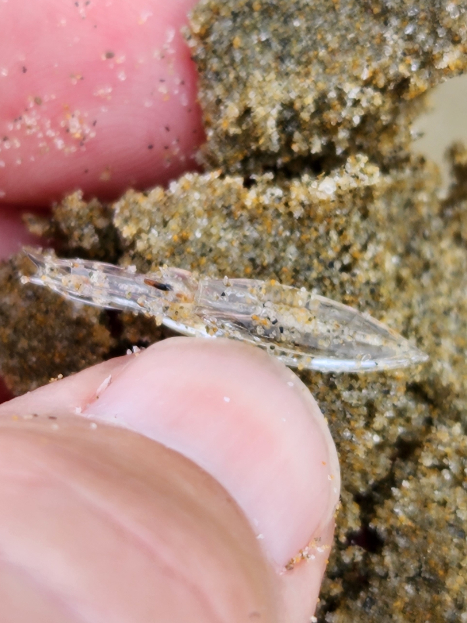 Chelophyes appendiculata (Eschscholtz, 1829)