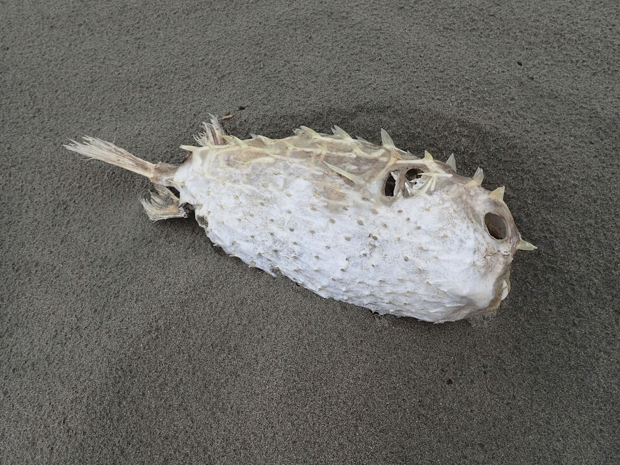 Allomycterus pilatus Whitley, 1931