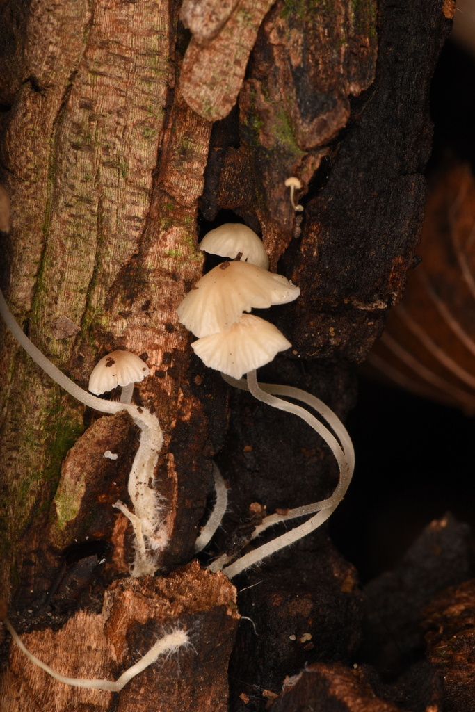 pinwheels and parachute mushrooms in December 2022 by Aidan Campos ...