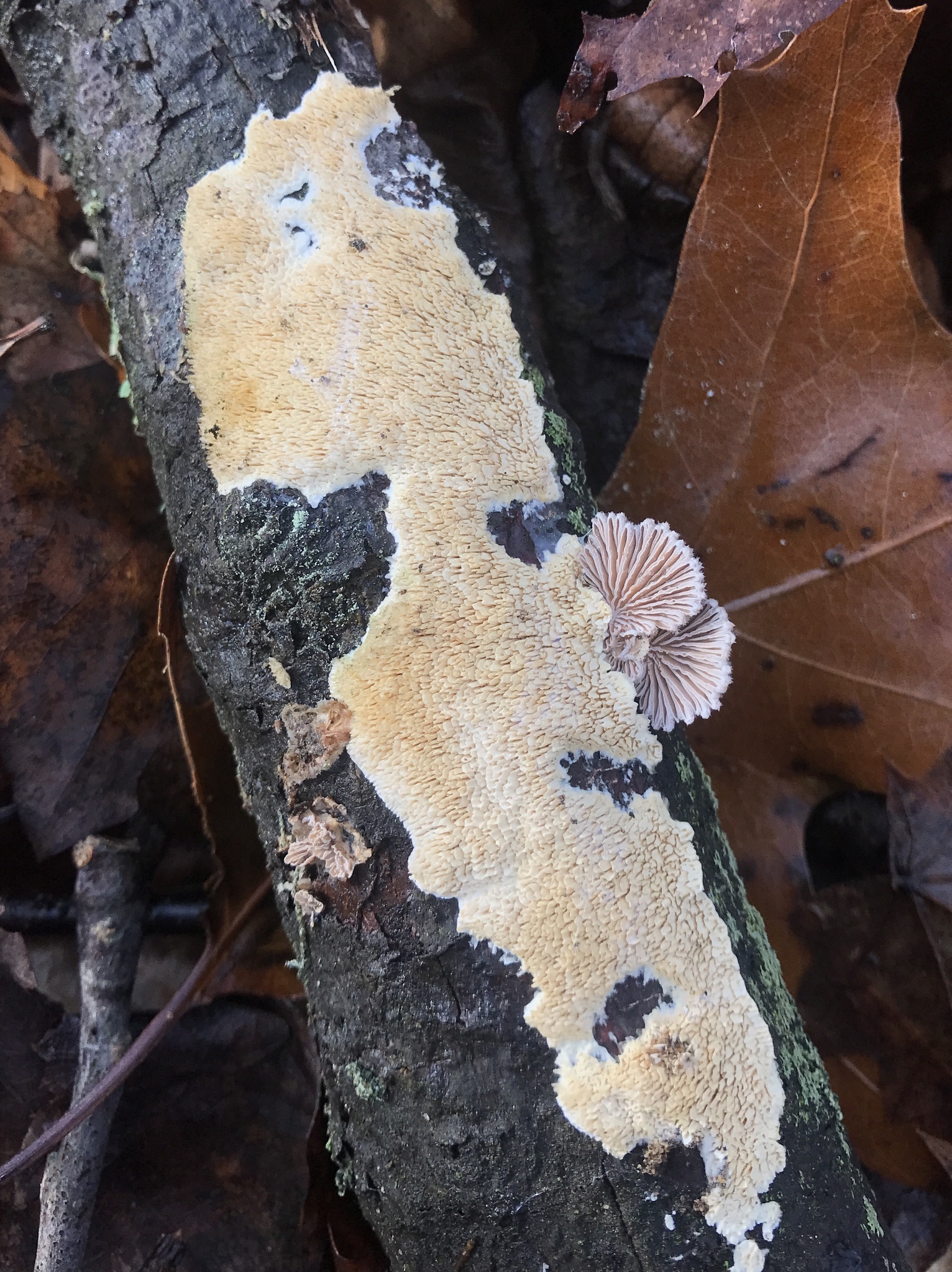 Irpex lacteus (Fr.) Fr.