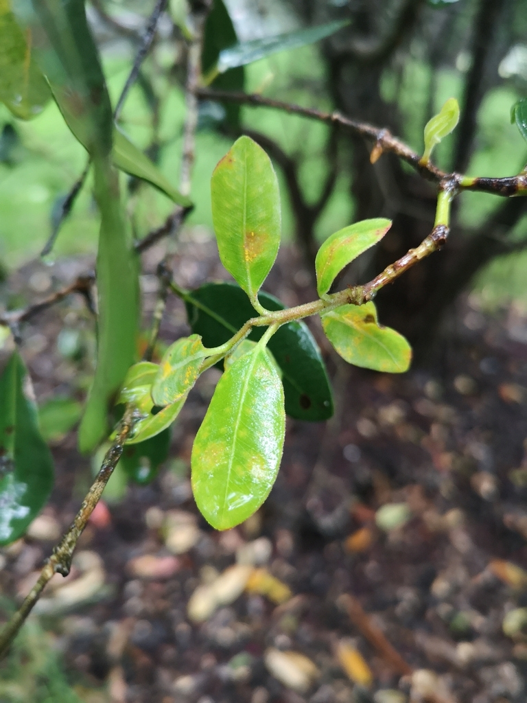 Myrtle Rust from Greenlane, Auckland, New Zealand on January 06, 2023 ...