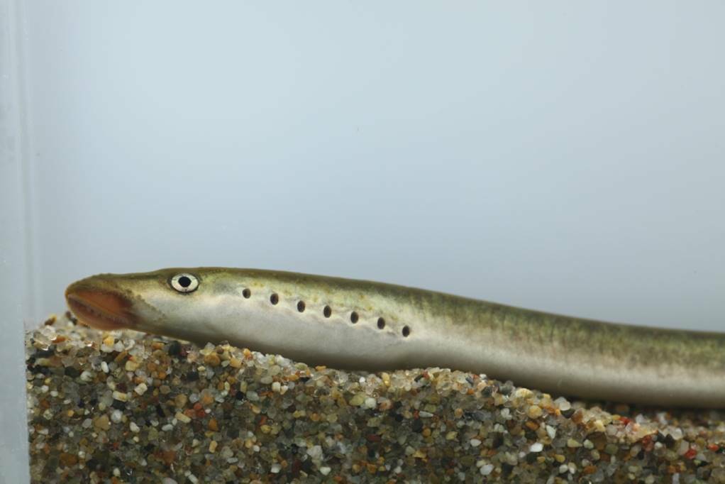 Arctic Lamprey From Корсаковский р н Сахалинская обл Россия On