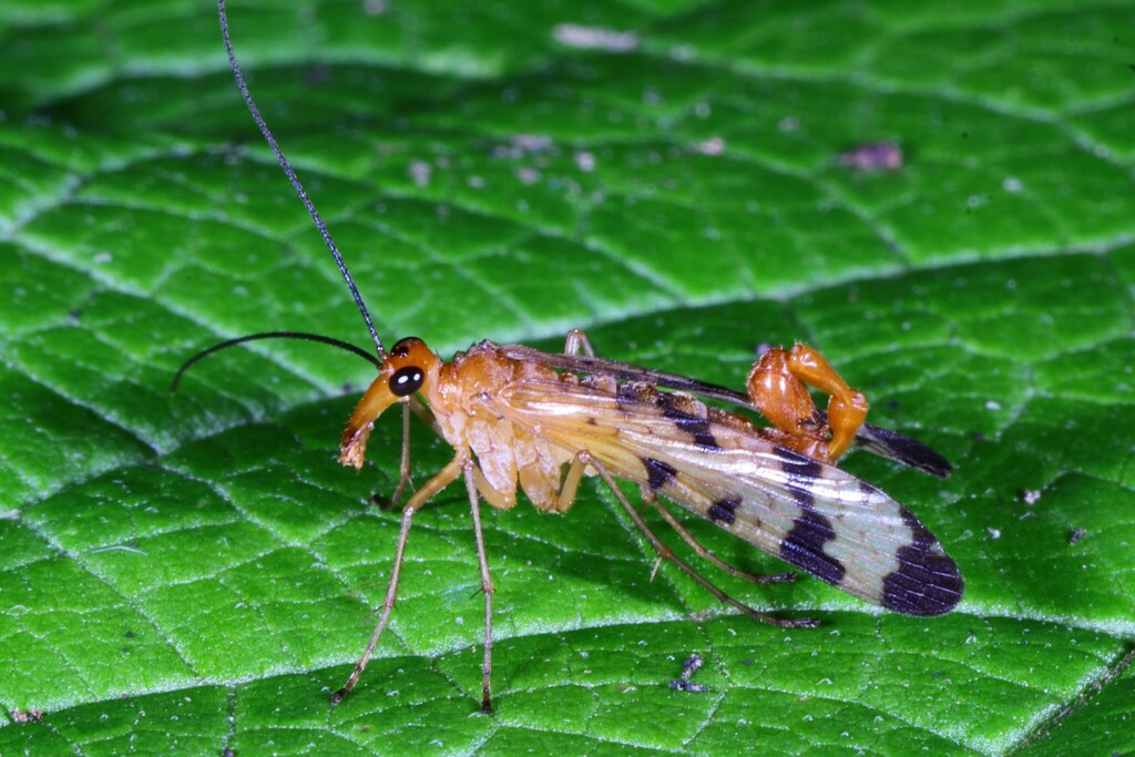 Panorpa in August 2022 by mistycal · iNaturalist