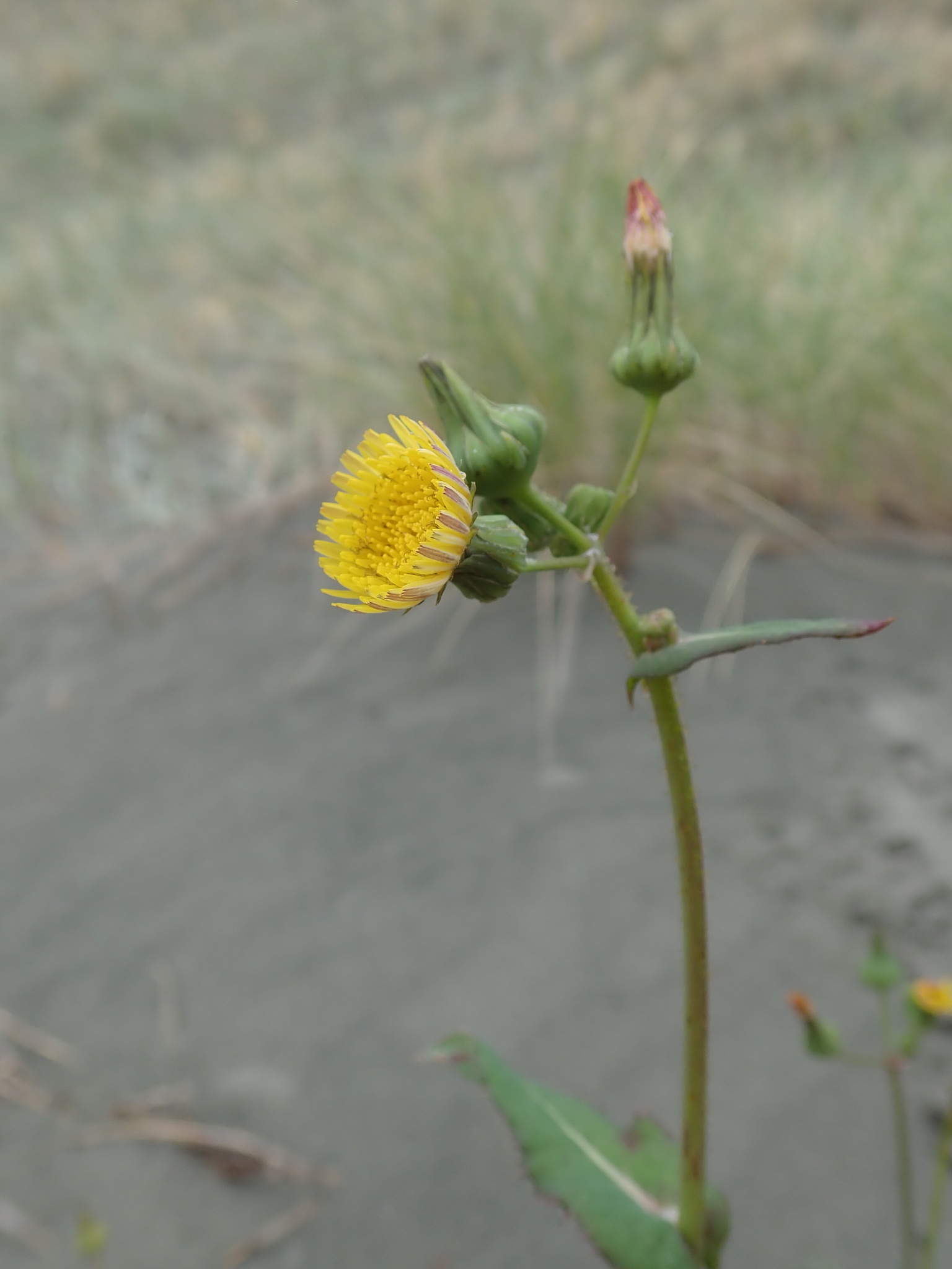 Sonchus oleraceus L.