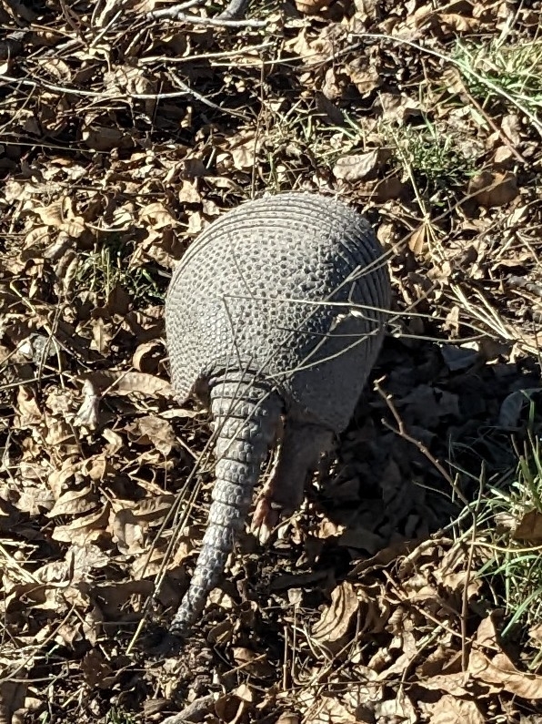 Dasypus novemcinctus Linnaeus, 1758