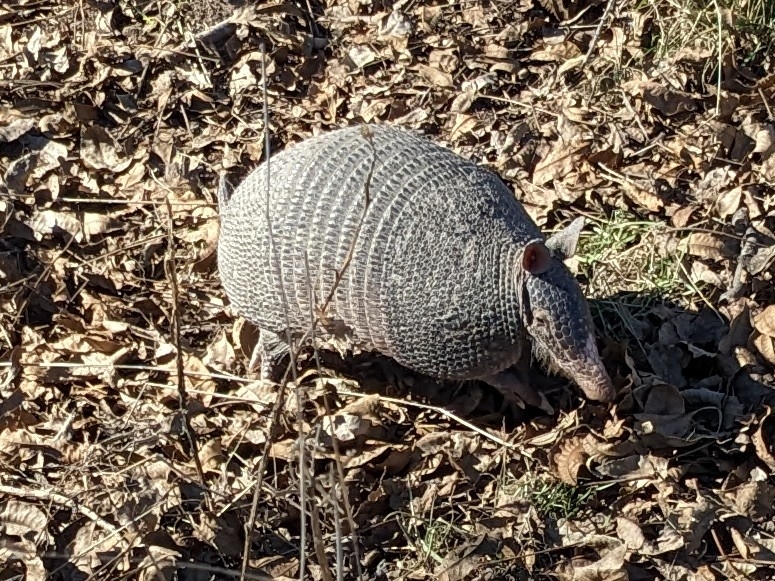 Dasypus novemcinctus Linnaeus, 1758