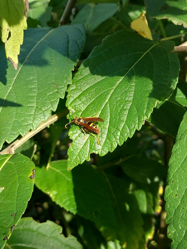 Caribbean Paper Wasp from Palmas, Salinas, Puerto Rico on January 05 ...