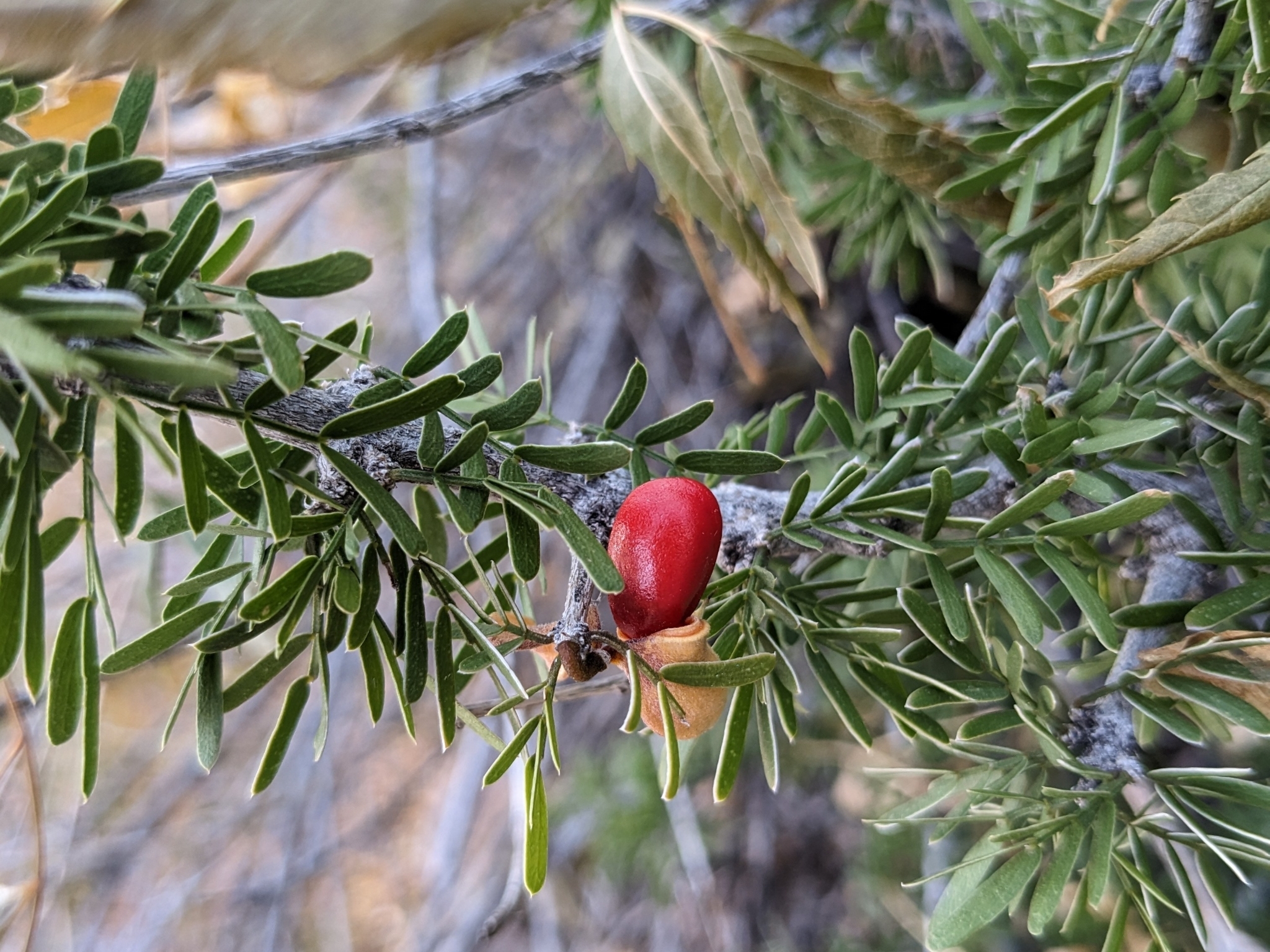 Porlieria angustifolia (Engelm.) A.Gray