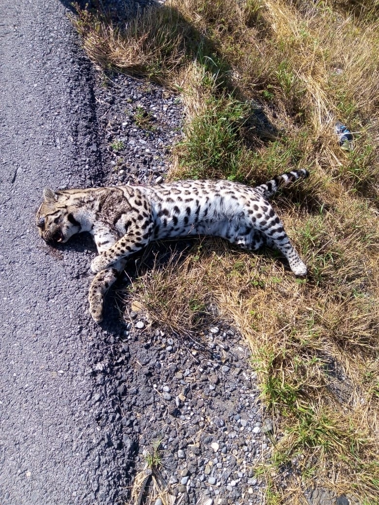 Leopardus pardalis (Linnaeus, 1758)