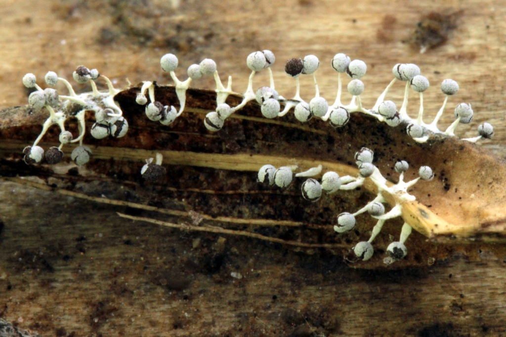 Physarum nucleatum from Rock Creek Regional Park, Montgomery Co ...