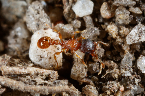 Tetramorium thalidum · iNaturalist