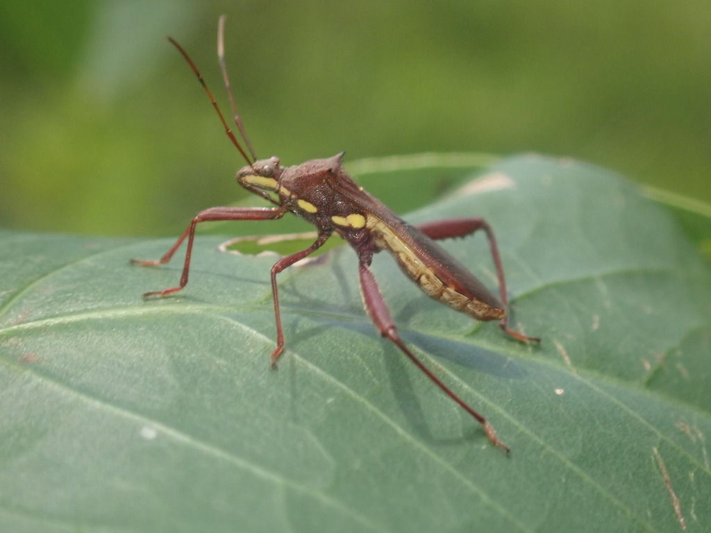 brown bean bug from Camden Haven NSW, Australia on January 6, 2023 at ...