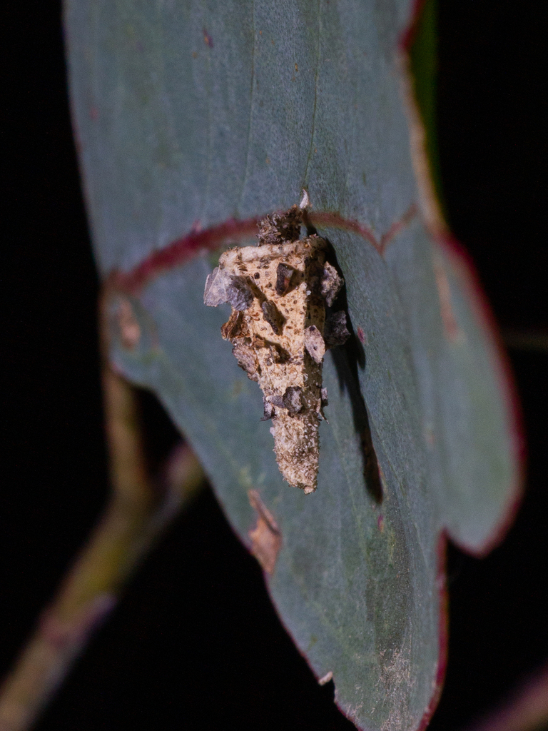 Ribbed Case Moth from Bogee NSW 2849, Australia on November 23, 2022 at ...