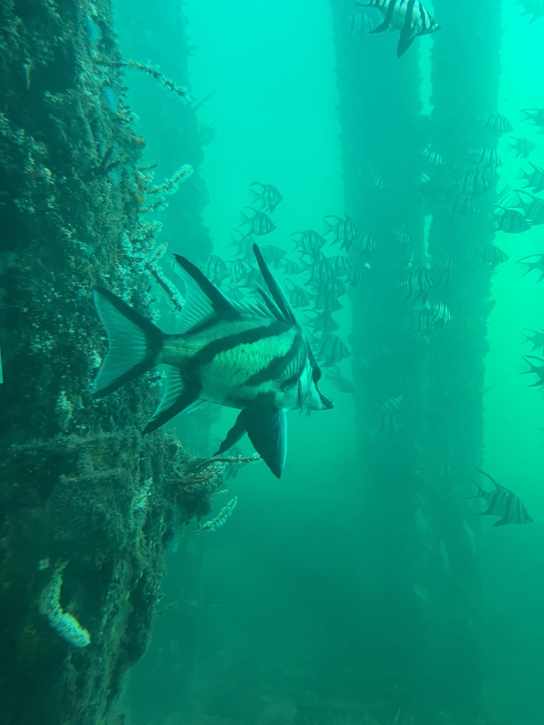 Longsnout Boarfish from Busselton Jetty, Busselton, WA, AU on June 02 ...