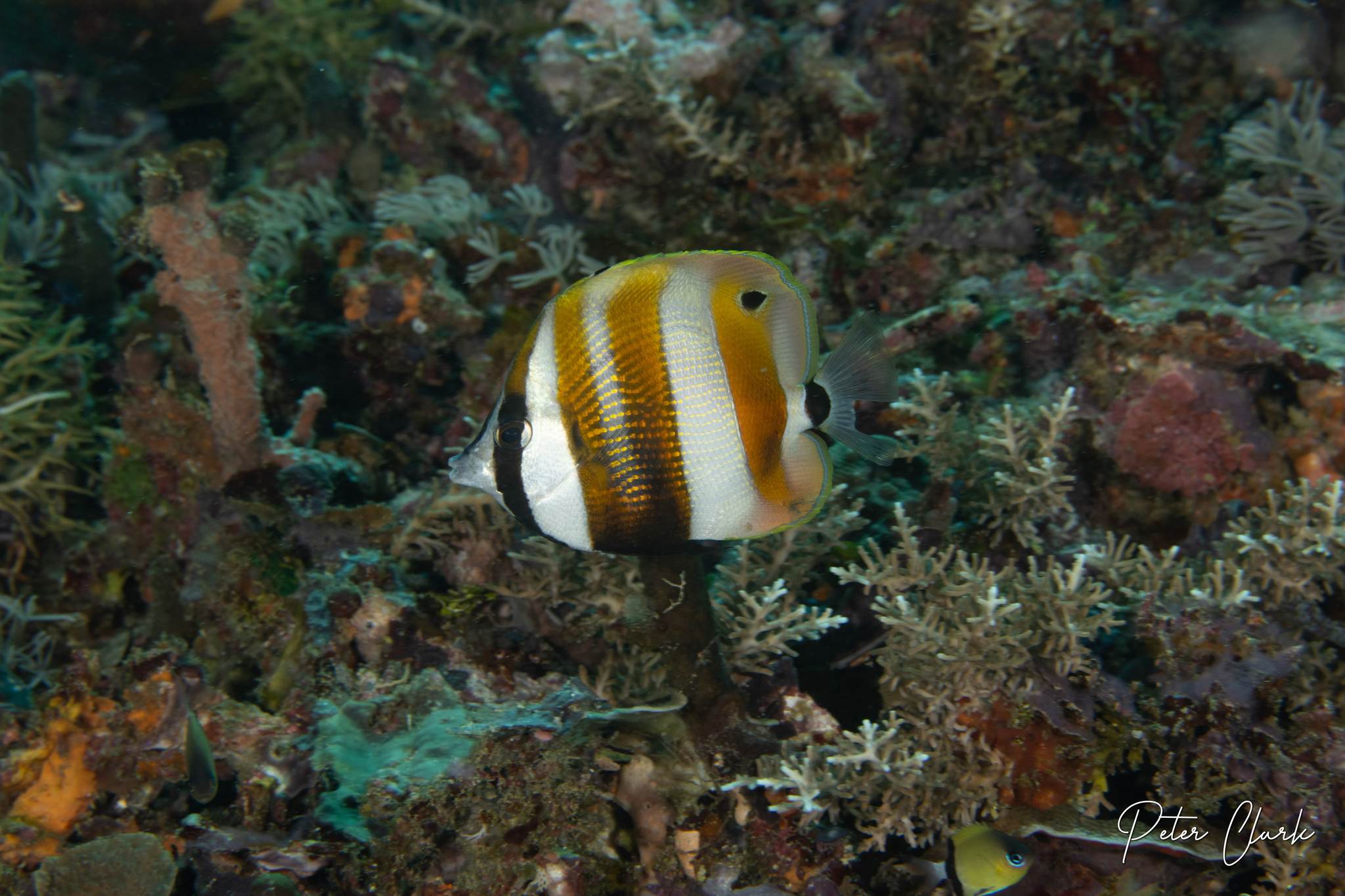 Coradion chrysozonus (Cuvier, 1831)