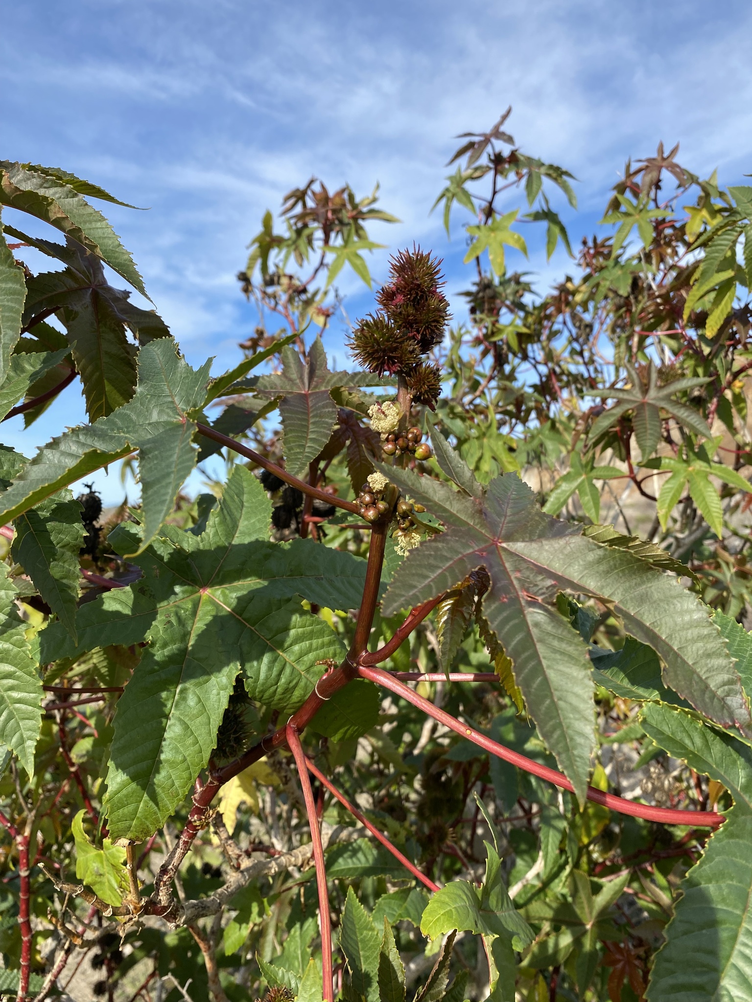 Ricinus communis L.
