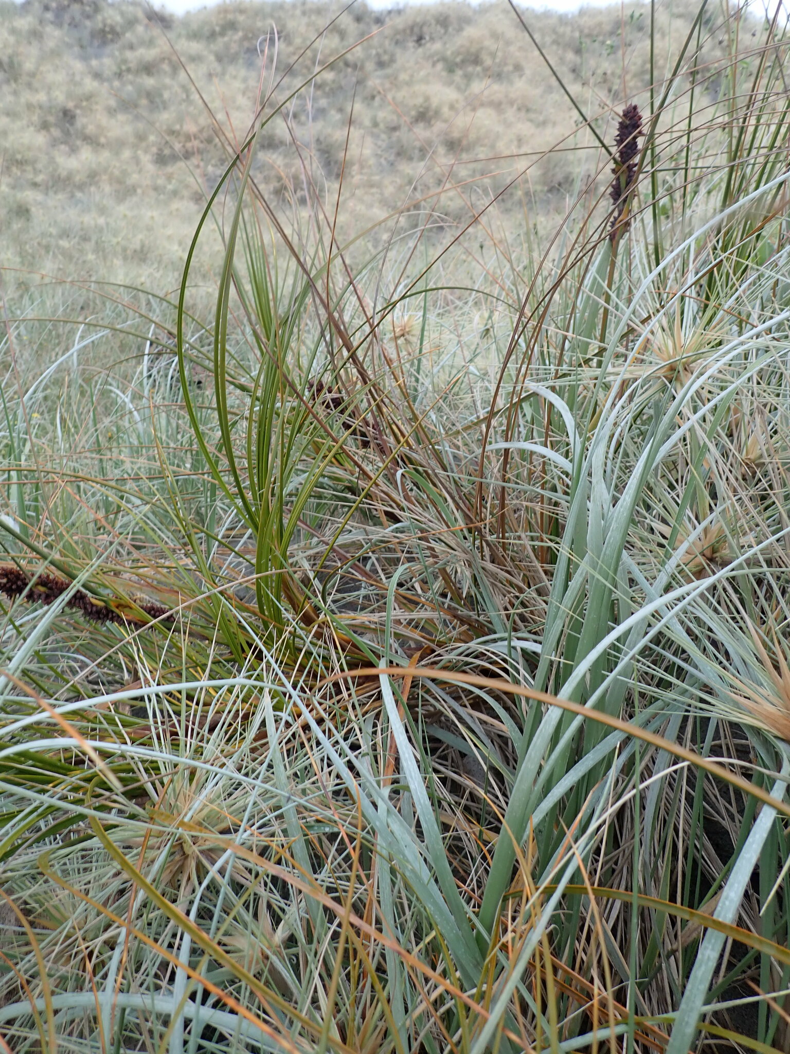 Ficinia spiralis (A.Rich.) Muasya & de Lange