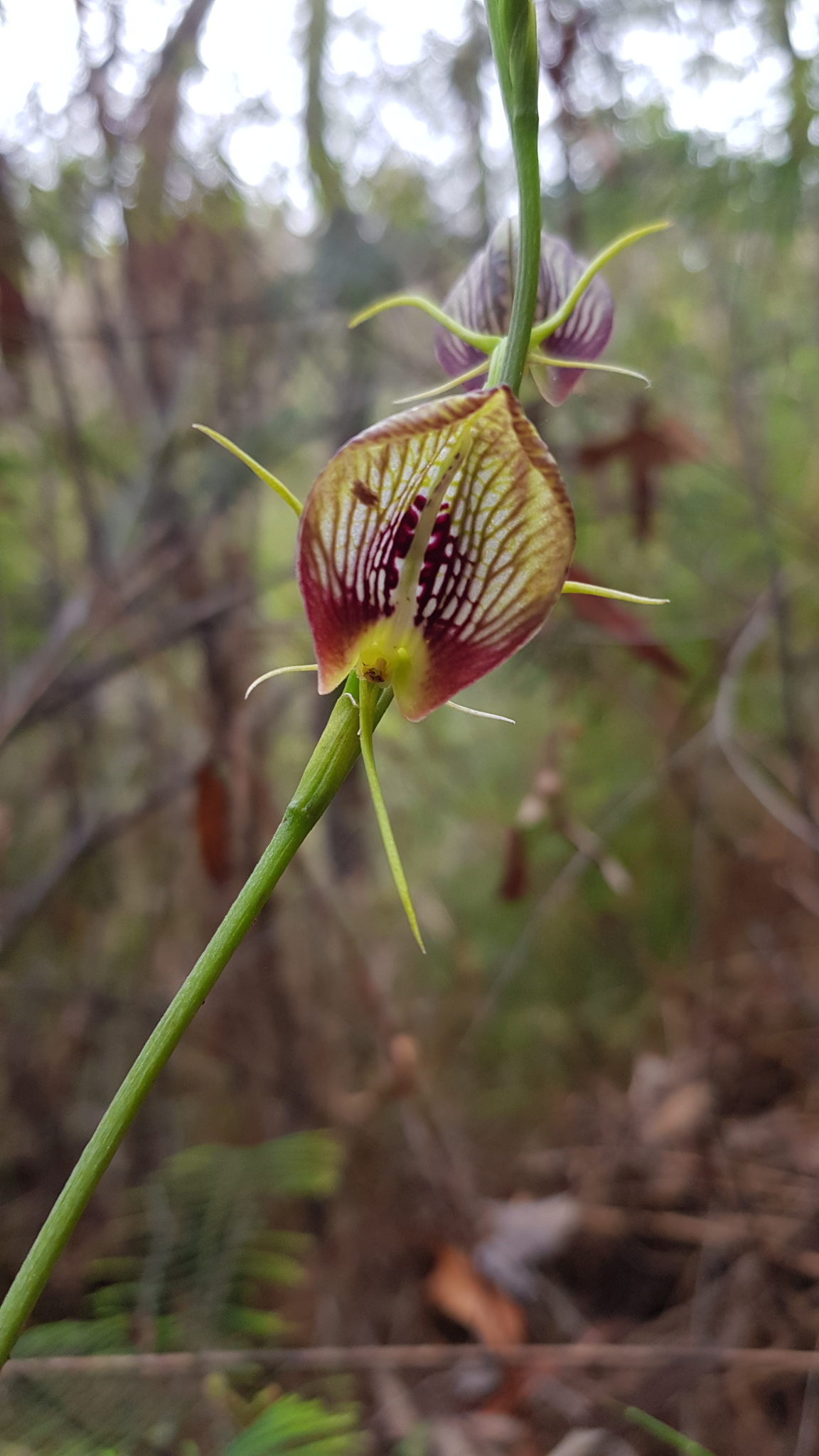 Cryptostylis erecta R.Br.