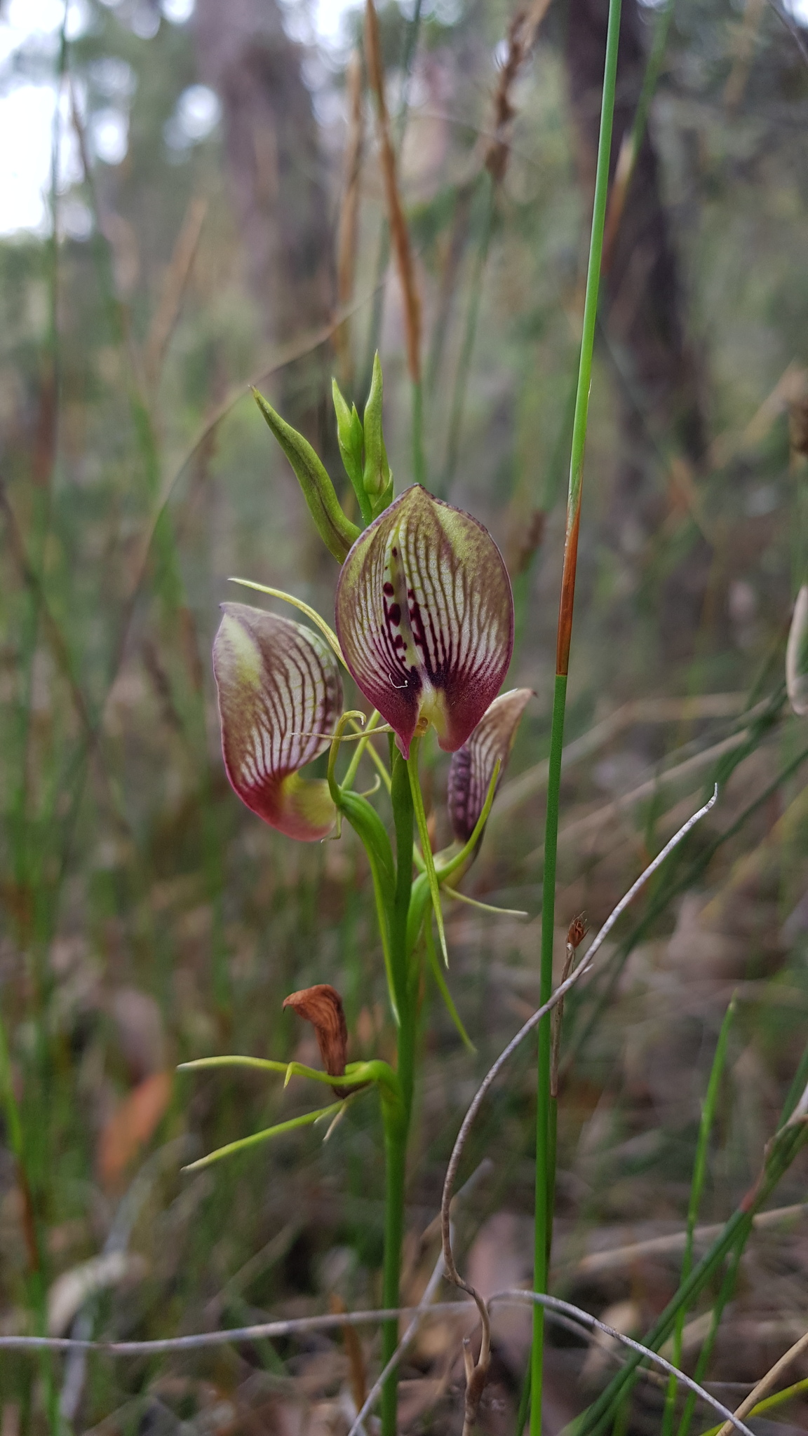 Cryptostylis erecta R.Br.