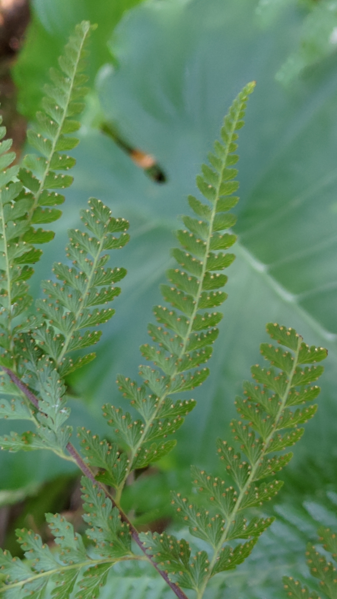 Microlepia C.Presl