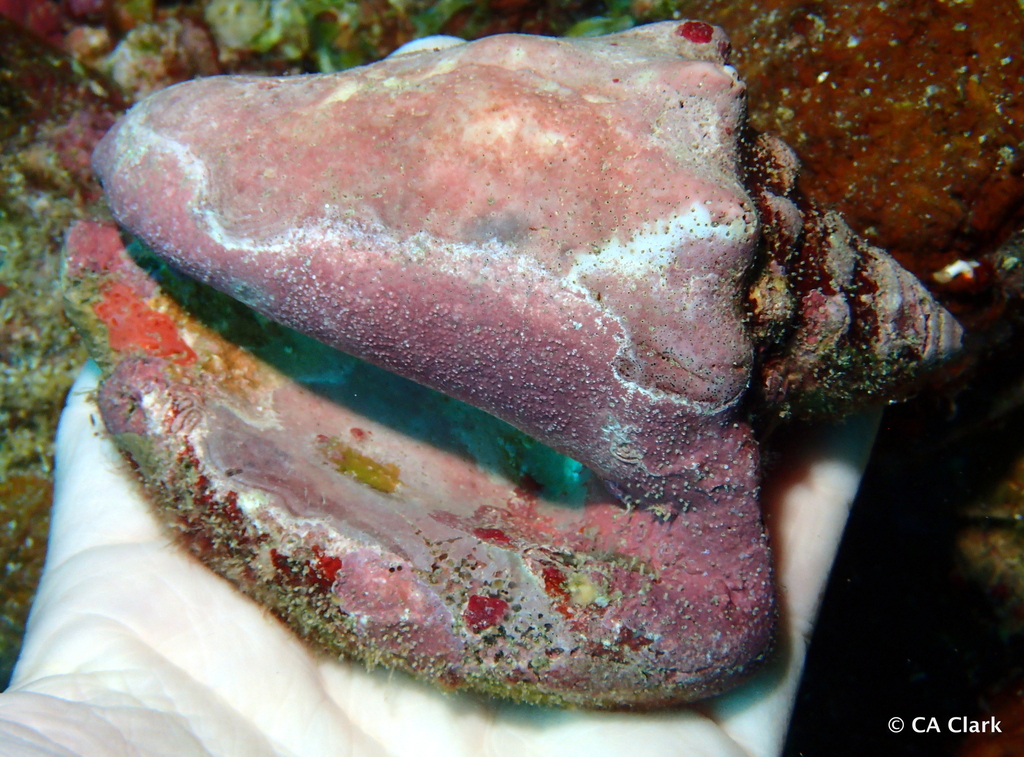 Milk Conch from Dead Man's Chest, British Virgin Islands on December 2 ...