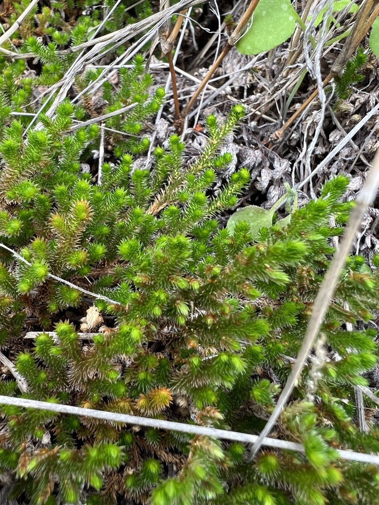 Arizona spikemoss from Coronado National Forest, Tucson, AZ, US on ...