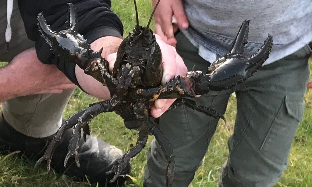 Giant Freshwater Crayfish from Burnie - TAS, Australia on August 29 ...