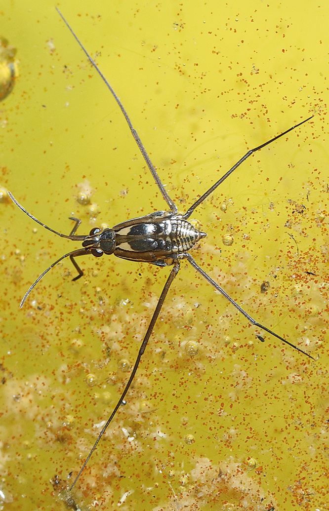 Gerridae