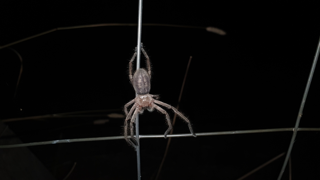 Social Huntsman Spider from Alexandra VIC 3714, Australia on January 5 ...