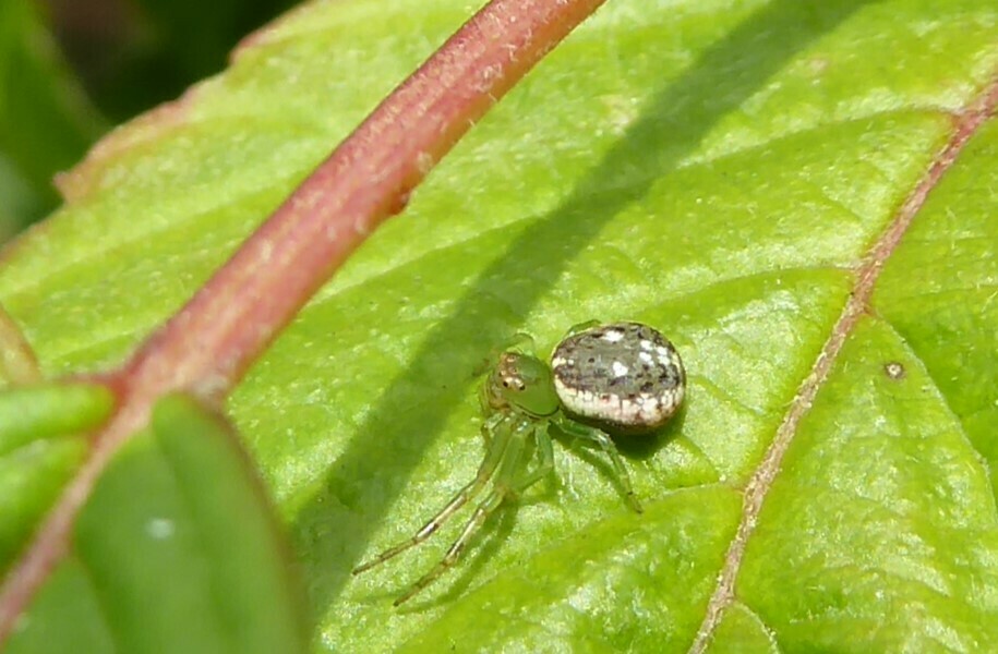 Diaea ambara from Waikouaiti, New Zealand on January 03, 2023 at 09:30 ...