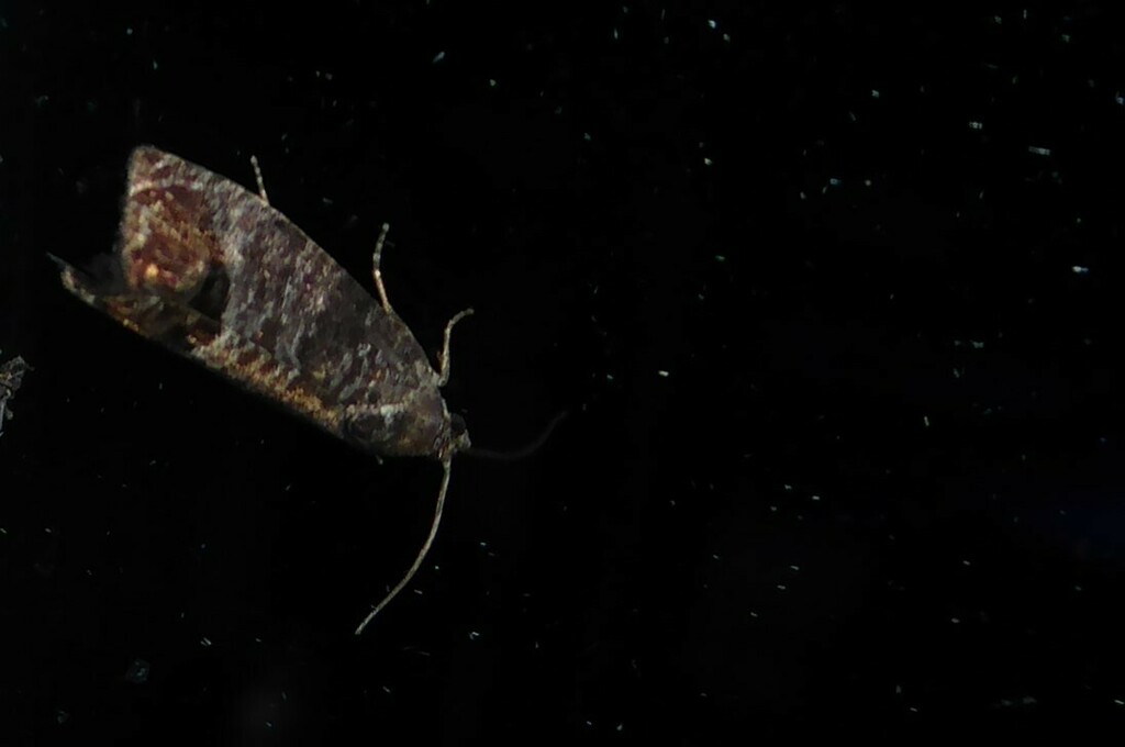 Codling Moth from Waikouaiti, New Zealand on January 03, 2023 at 09:50 ...