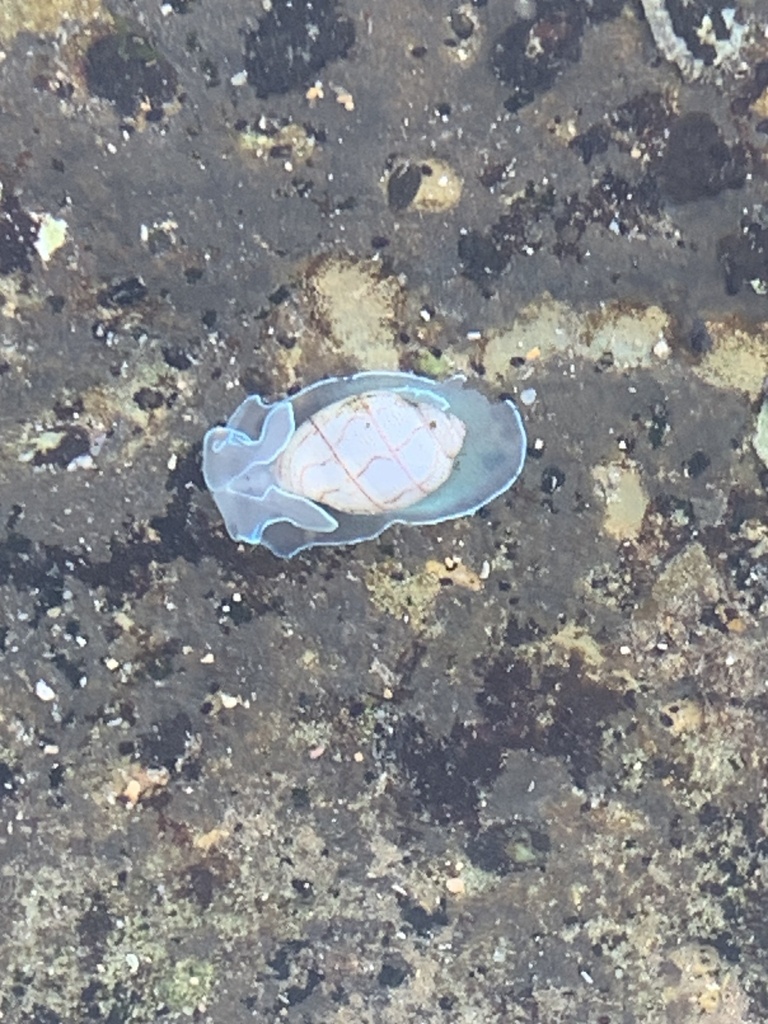 Red Lined Bubble Snail From South Pacific Ocean Toowoon Bay Nsw Au