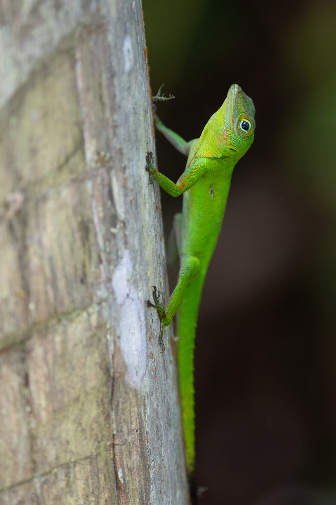 Emerald anole from Maricao Afuera, Maricao, Puerto Rico on November 11 ...
