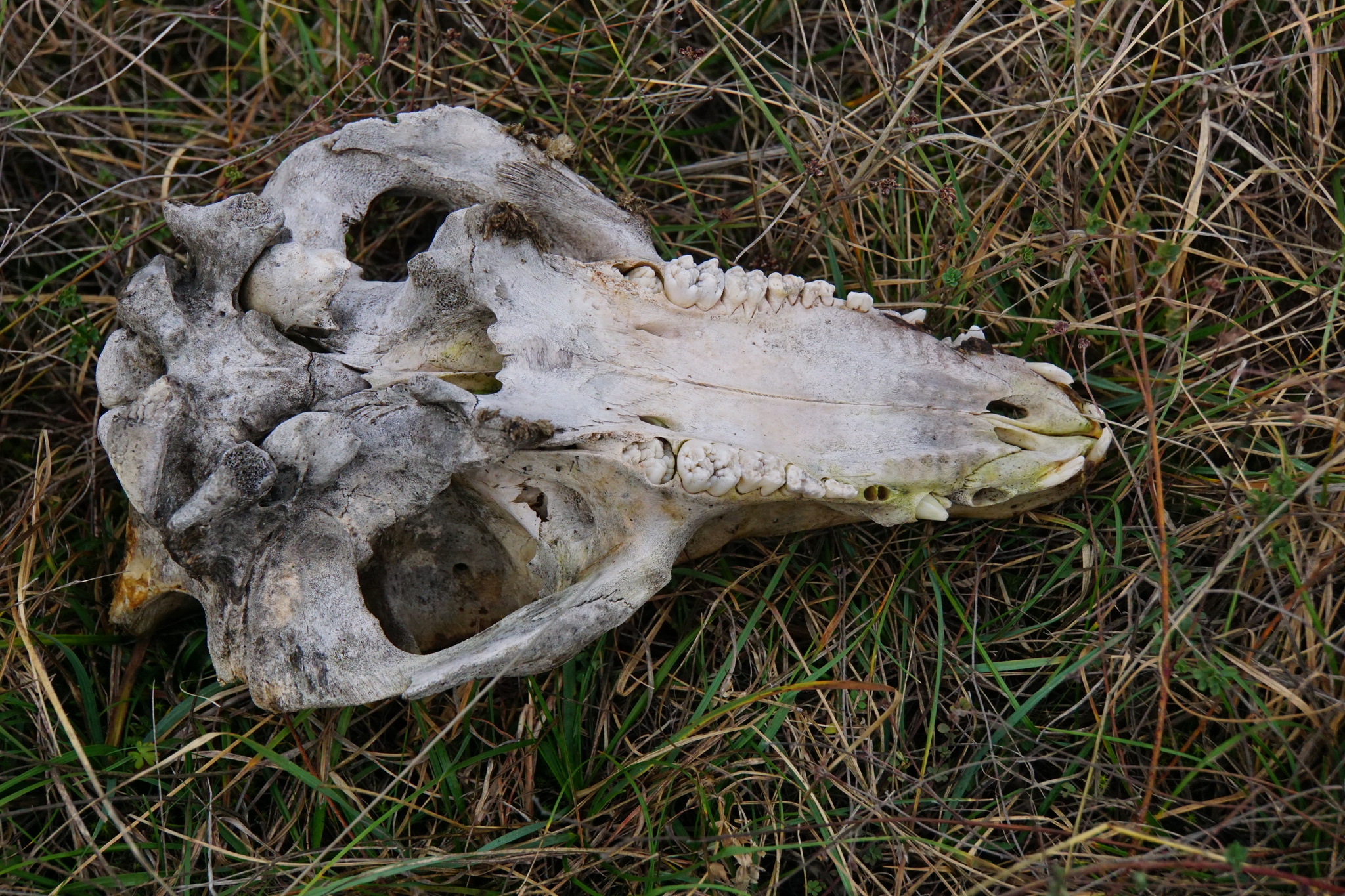 Sus scrofa Linnaeus, 1758