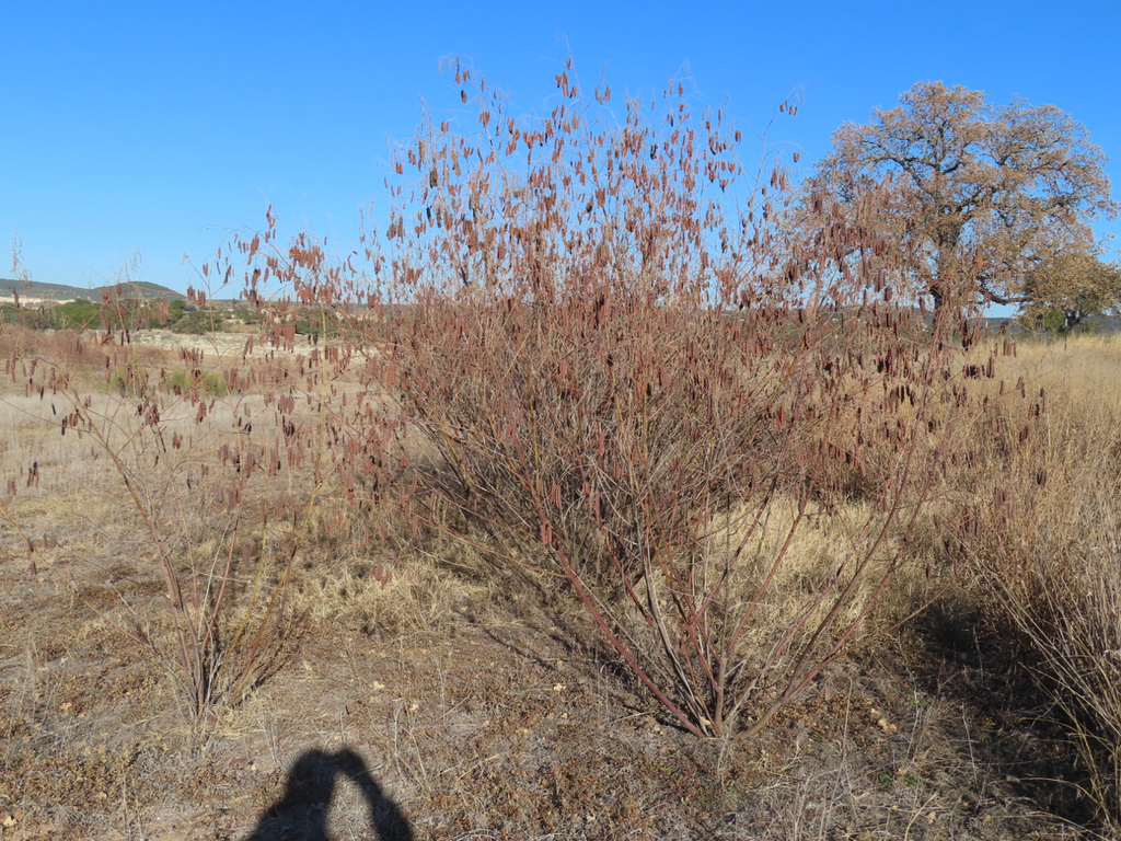 Rattlebush from Kate's Cove, Pace Bend Park, Travis Co., TX on January ...