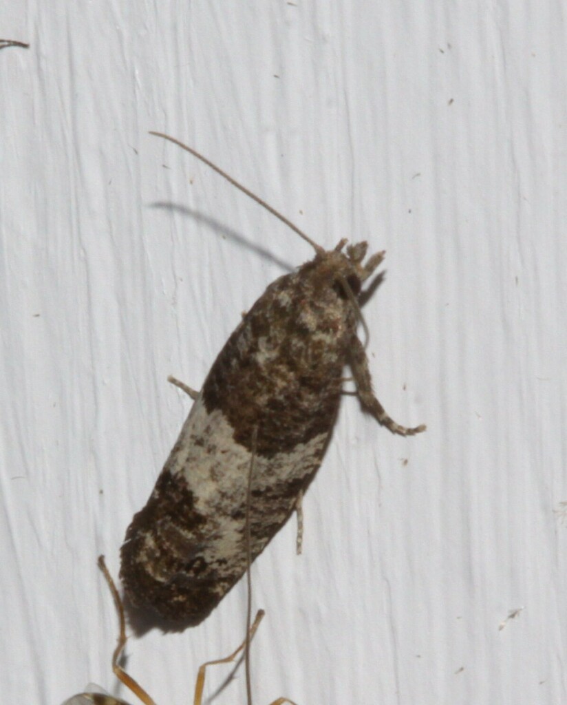 Eye-spotted Bud Moth from Pabos, 17 rue Baie-Bleue Le Rocher-Percé, QC ...