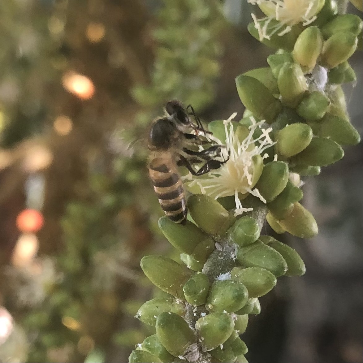 Apis cerana Fabricius, 1793