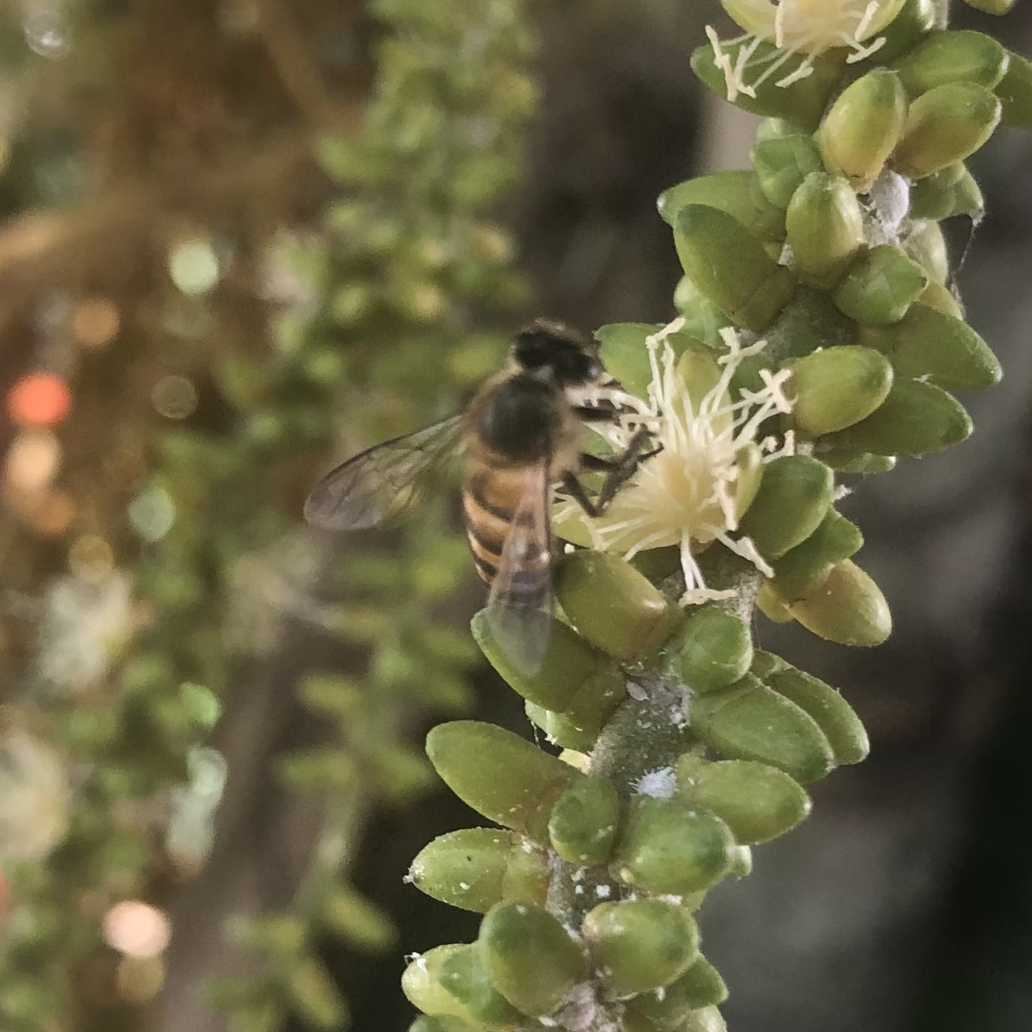 Apis cerana Fabricius, 1793