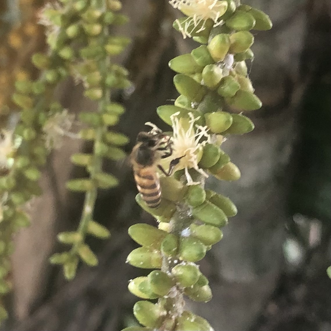 Apis cerana Fabricius, 1793