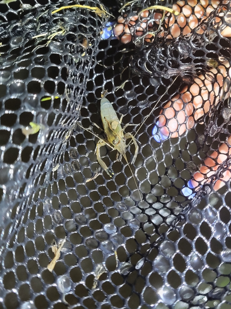 Crabs, Lobsters, Shrimps, and Allies from Urbanización Villa Nevarez ...