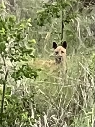 Canis lupus familiaris Linnaeus, 1758