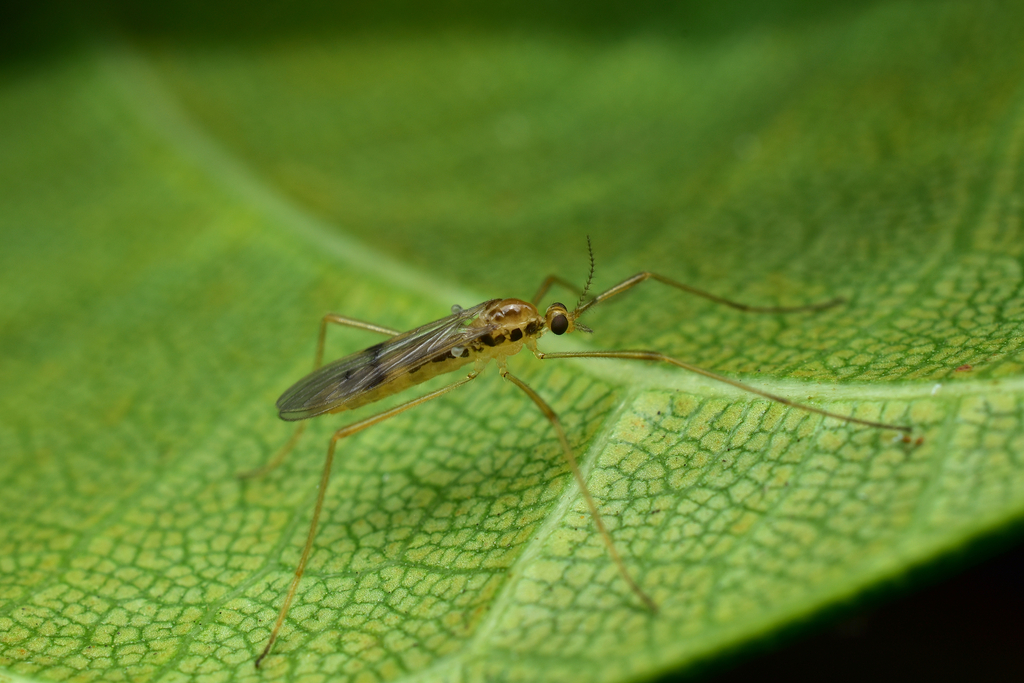 Crane Flies from Purires, San Pablo, Turrubares, San José, Costa Rica ...
