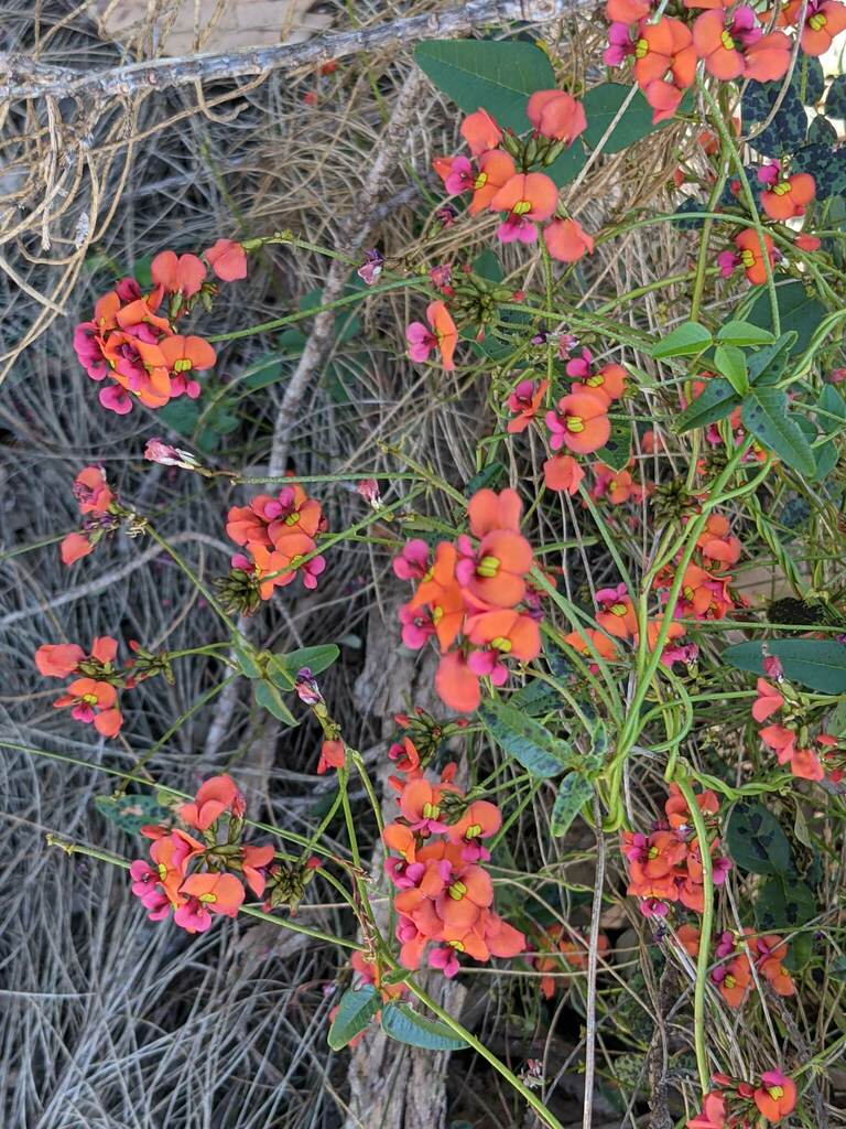 Kennedia coccinea from Denmark WA 6333, Australia on December 09, 2022 ...