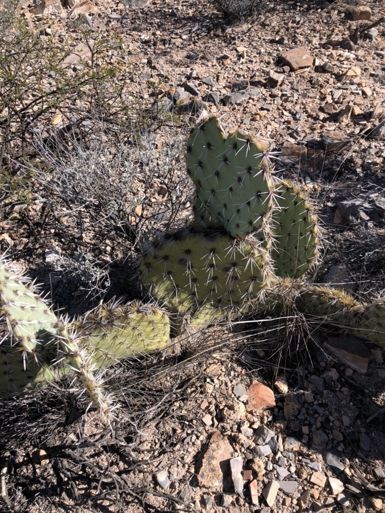 Opuntia rastrera from Vanegas, San Luis Potosí, MX on December 29, 2022 ...