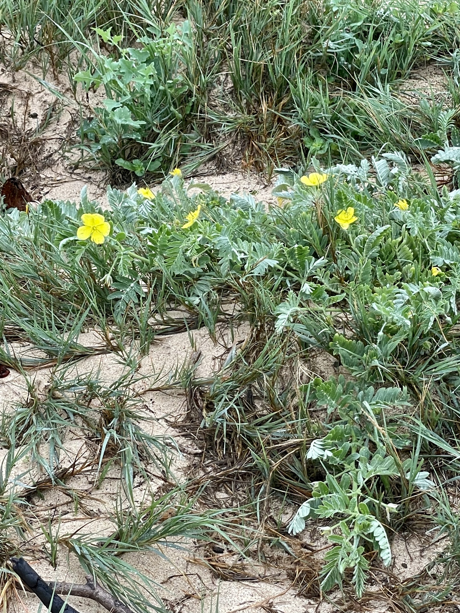 Tribulus L.